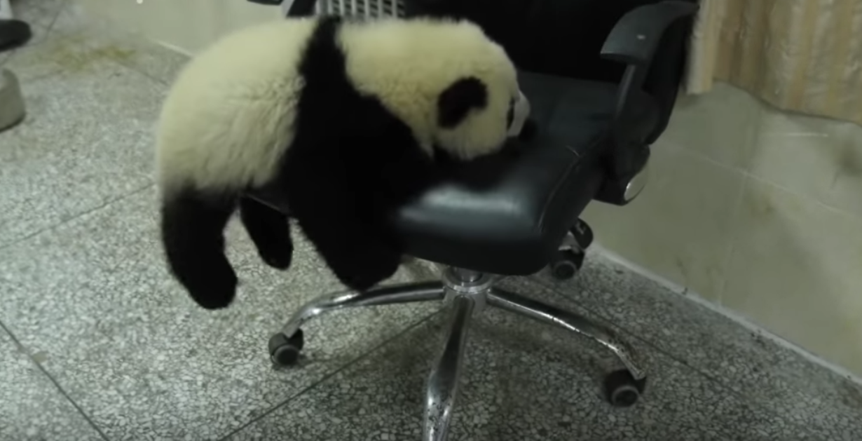 Baby panda visits keeper’s office and is up to no good