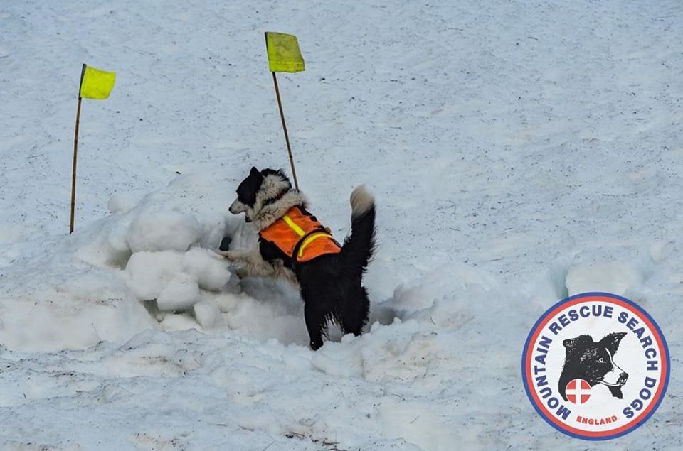 Man is buried beneath snow – captures the moment a mountain dog rescued ...