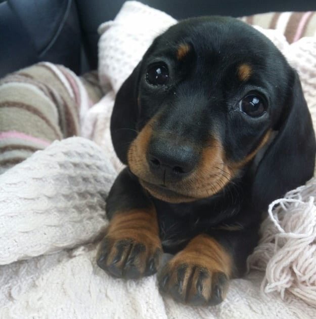 60 Puppies That Overwhelm Hearts With Their Cuteness