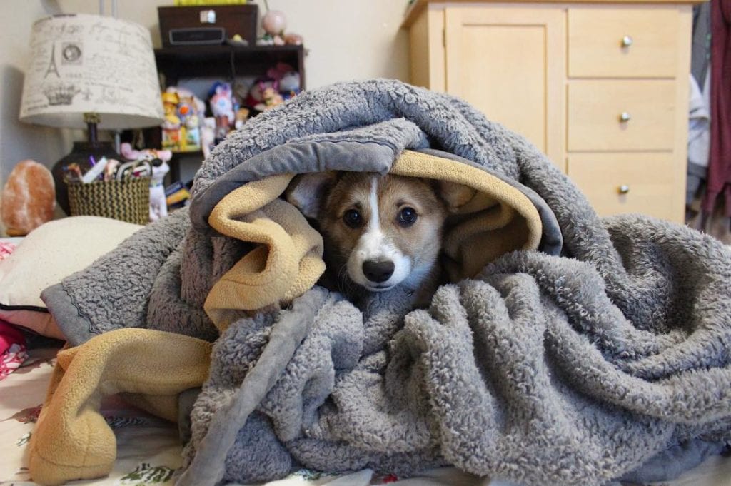 60 Puppies That Overwhelm Hearts With Their Cuteness