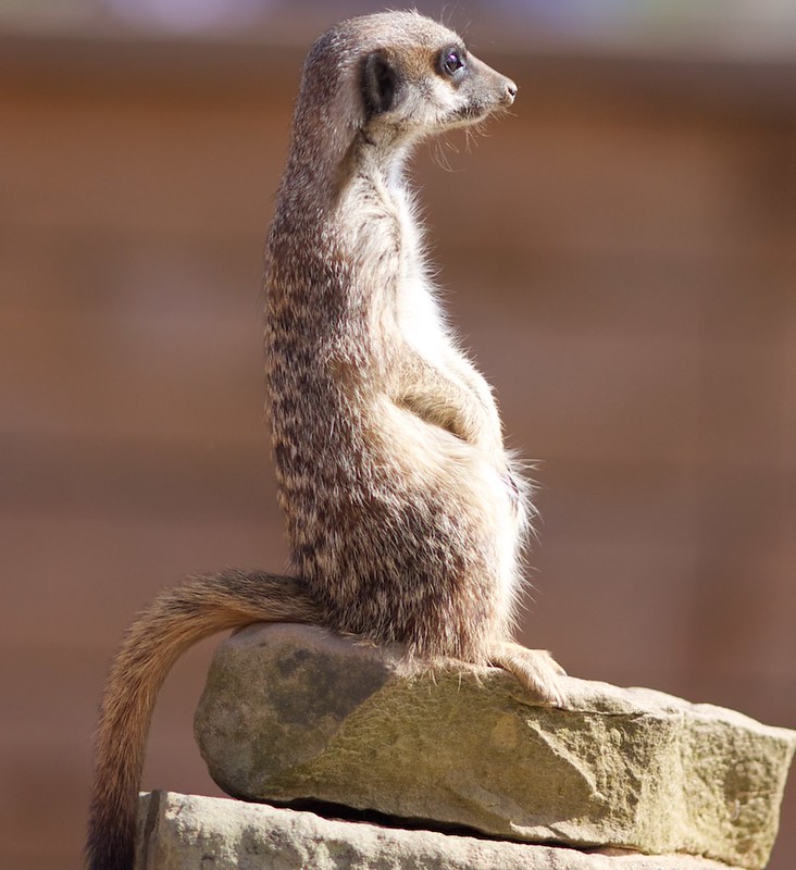 Mommy meerkat and babies pose for the camera at zoo, and mom just looks ...
