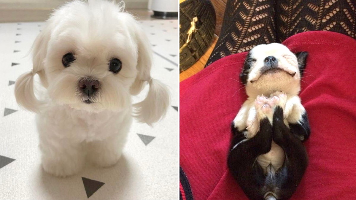 60 Puppies That Overwhelm Hearts With Their Cuteness