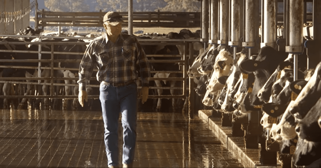 Farmer and his band perform fantastic full-band concert for cows