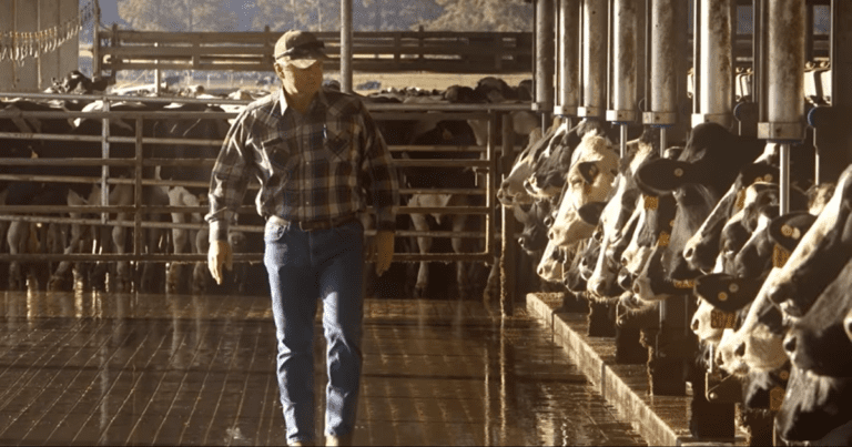 Farmer and his band perform fantastic full-band concert for cows