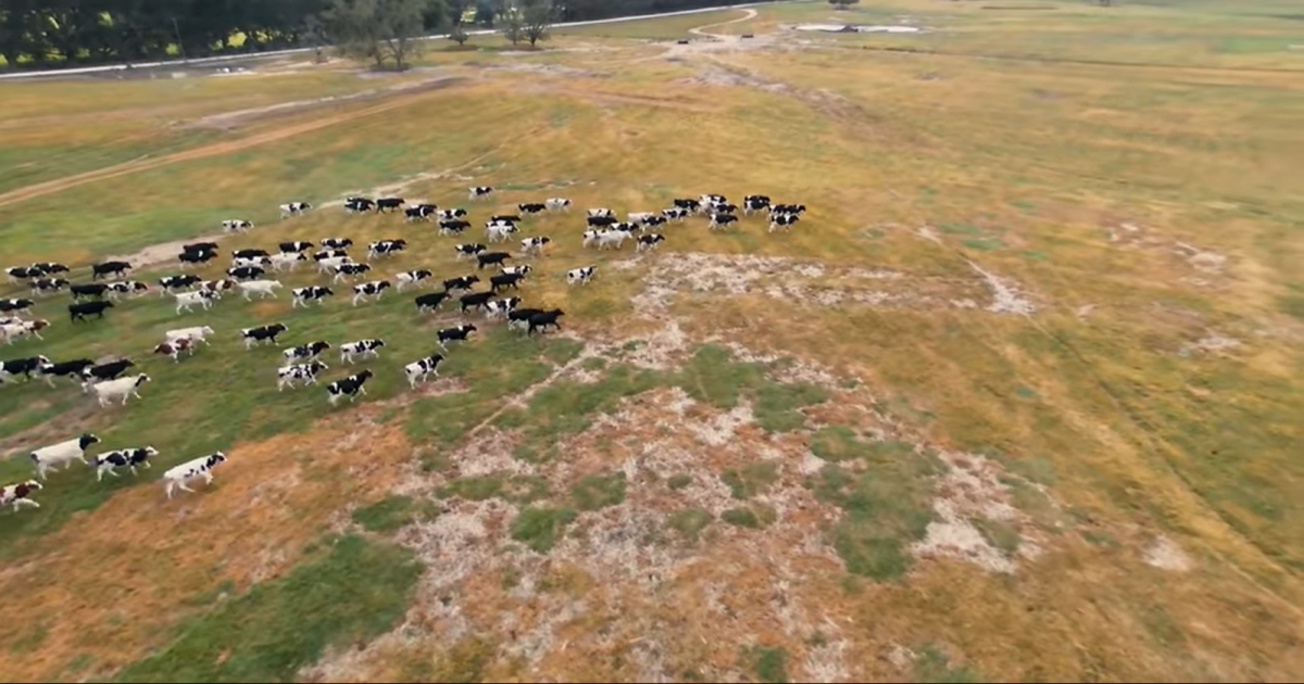 Farmer and his band perform fantastic full-band concert for cows