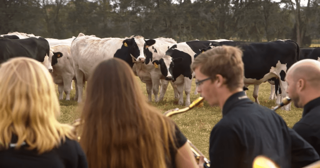 Farmer and his band perform fantastic full-band concert for cows