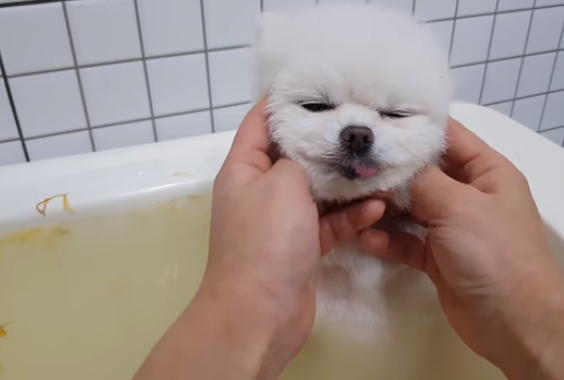 Puppy goes into bathtub by herself when it’s bathtime and 3M have ...