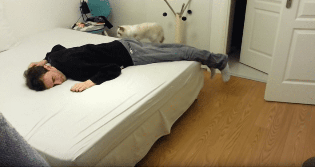 Owner 'fakes his death' then films cats reaction