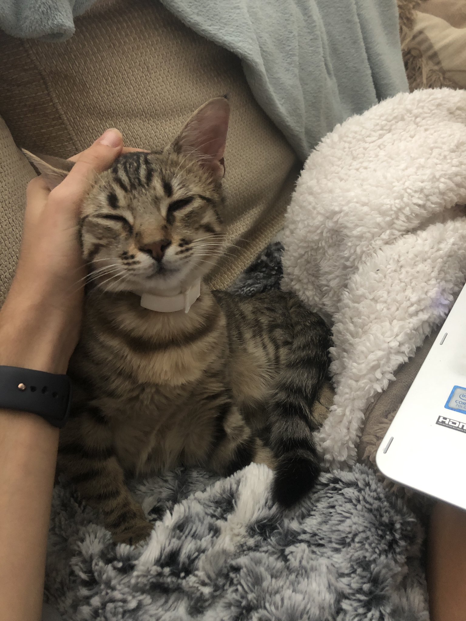 Woman accidentally locks herself out of home – video captures cat ...