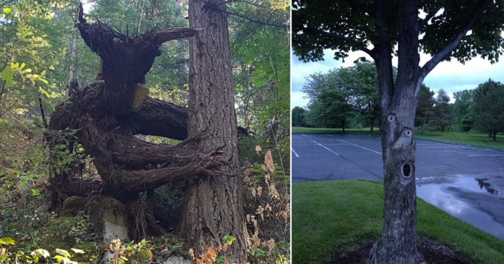 50 Trees Messing With Your Mind Looking Like Something Else