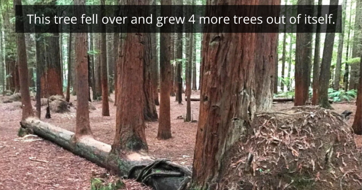60 Trees That Are Refusing To Give Up
