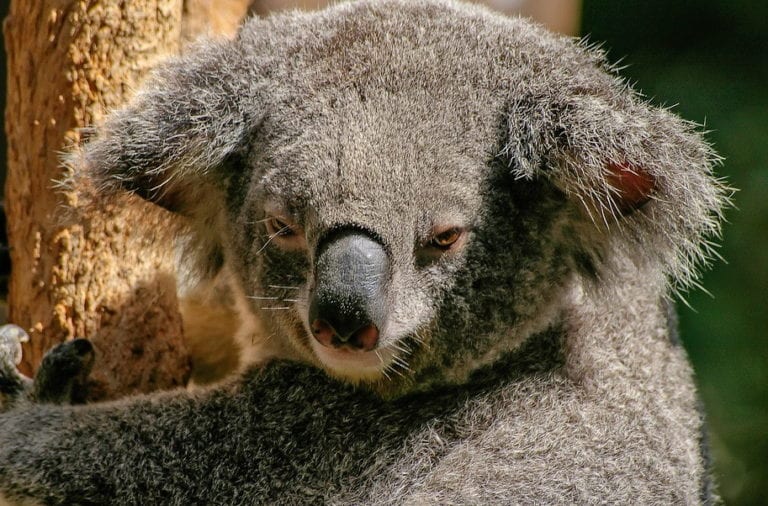 Koala Bear Gets Kicked Out Of Tree And Throws A Fit