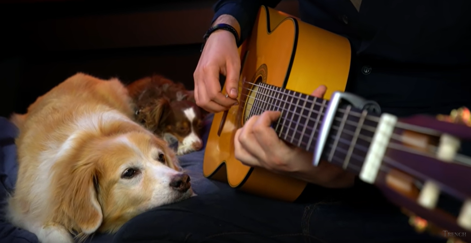 Man plays beautiful fingerstyle cover of Green Day and his dog can’t ...