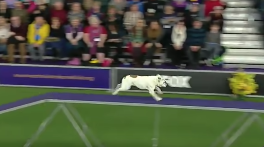 With only 1 small mistake, bulldog proves he’s 1 in a million flying ...