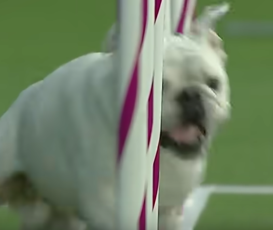 With only 1 small mistake, bulldog proves he’s 1 in a million flying ...