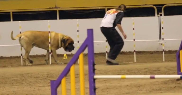 Mastiff adorably moves through agility competition at his very own ...