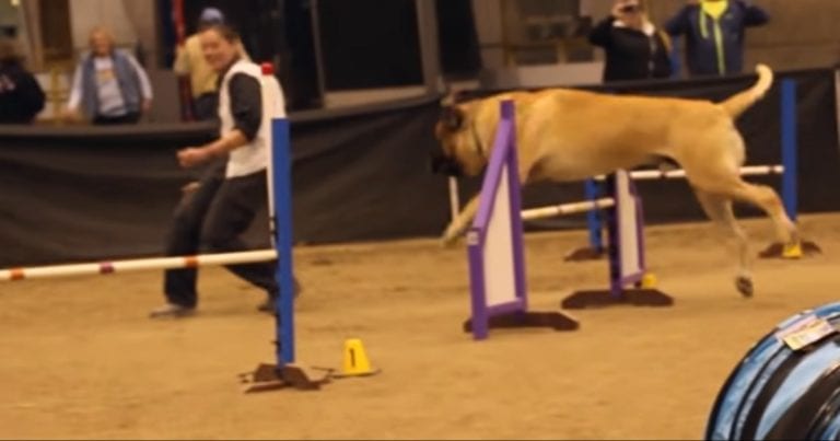 Mastiff adorably moves through agility competition at his very own ...