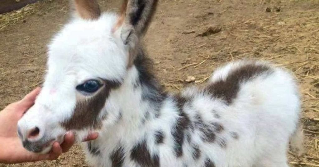 75 Adorable baby donkeys that will make your day much sweeter