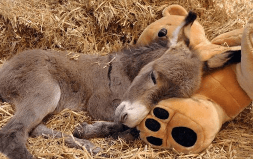 71 adorable photos of baby donkeys who brighten up the day