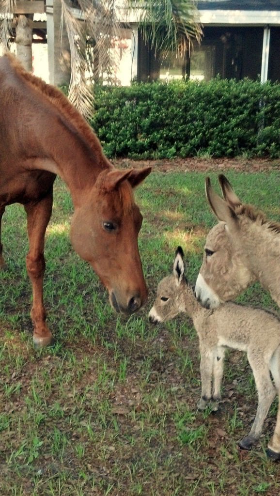 75 Adorable baby donkeys that will make your day much sweeter