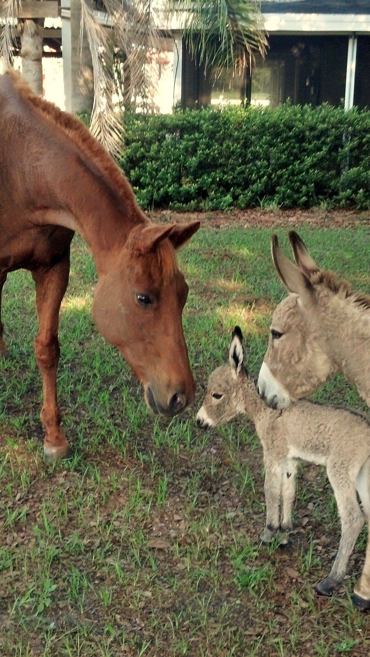 75 Adorable baby donkeys that will make your day much sweeter
