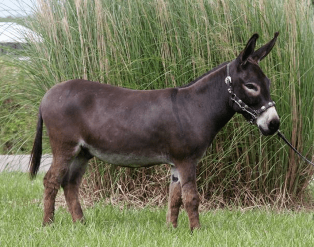 71 adorable photos of baby donkeys who brighten up the day