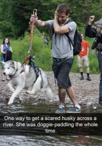 50 Photos Proving Huskies Are Majestic, Weird, And Hilarious