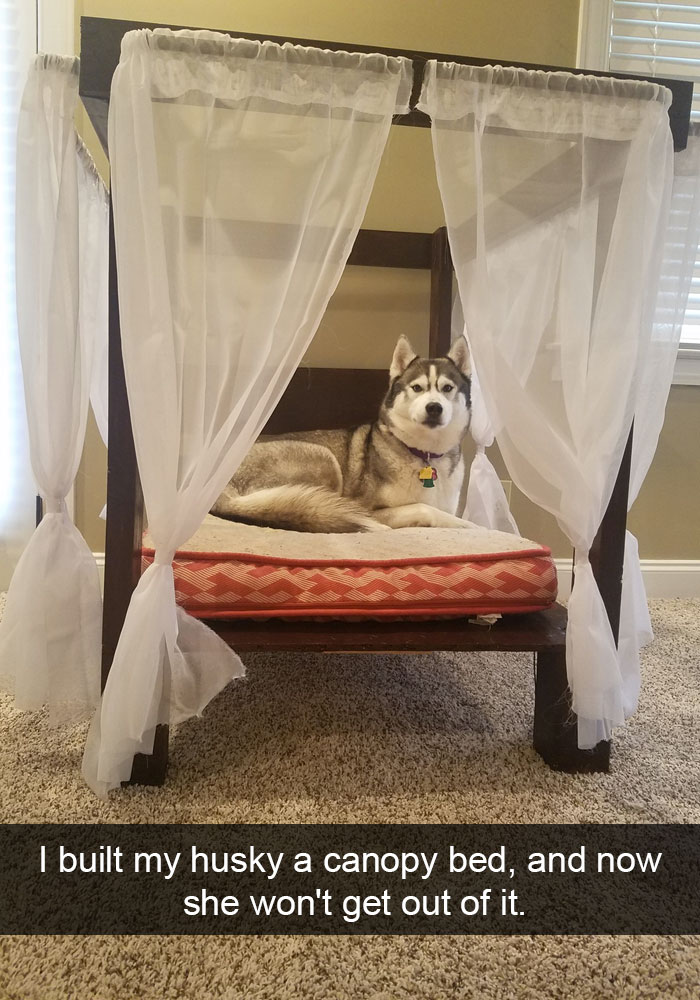 50 Photos Proving Huskies Are Majestic, Weird, And Hilarious