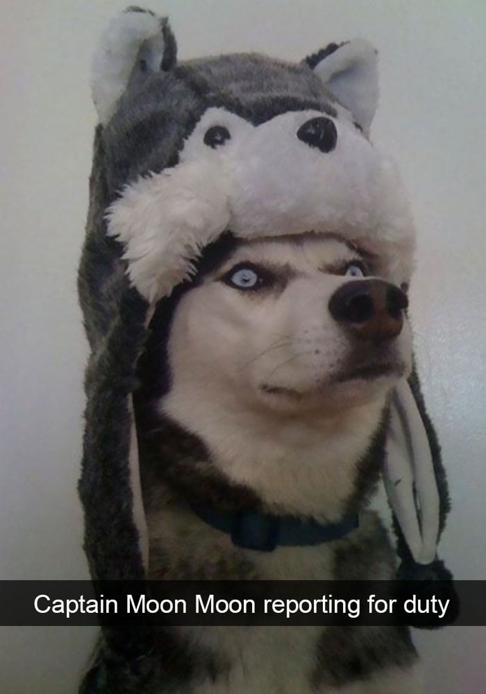 50 Photos Proving Huskies Are Majestic, Weird, And Hilarious