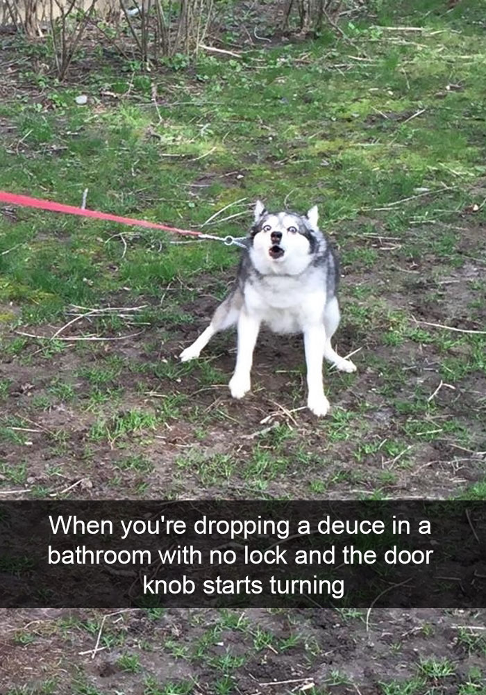 50 Photos Proving Huskies Are Majestic, Weird, And Hilarious