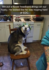 50 Photos Proving Huskies Are Majestic, Weird, And Hilarious