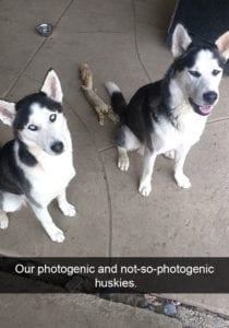50 Photos Proving Huskies Are Majestic, Weird, And Hilarious