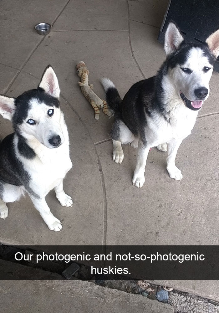 50 Photos Proving Huskies Are Majestic, Weird, And Hilarious