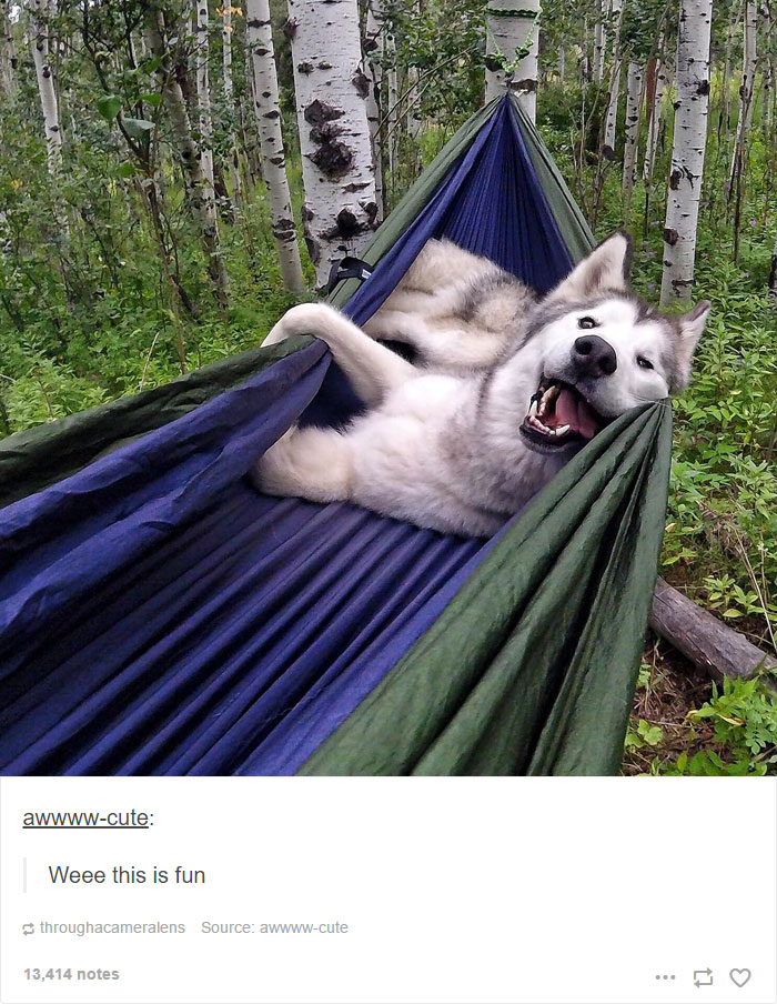50 Photos Proving Huskies Are Majestic, Weird, And Hilarious