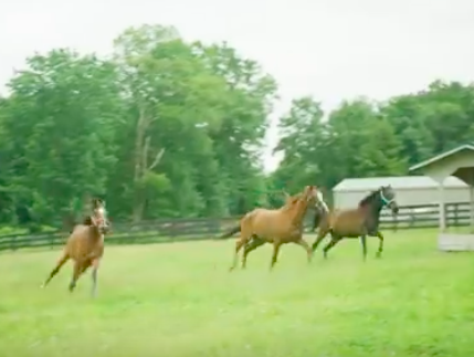 Neglected Horses Get To Run Free In Field For The First Time