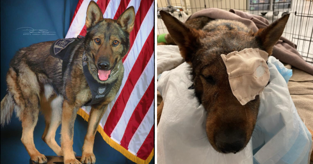 Washington police K9 “Chief” is identified as dog shot in the head by ...