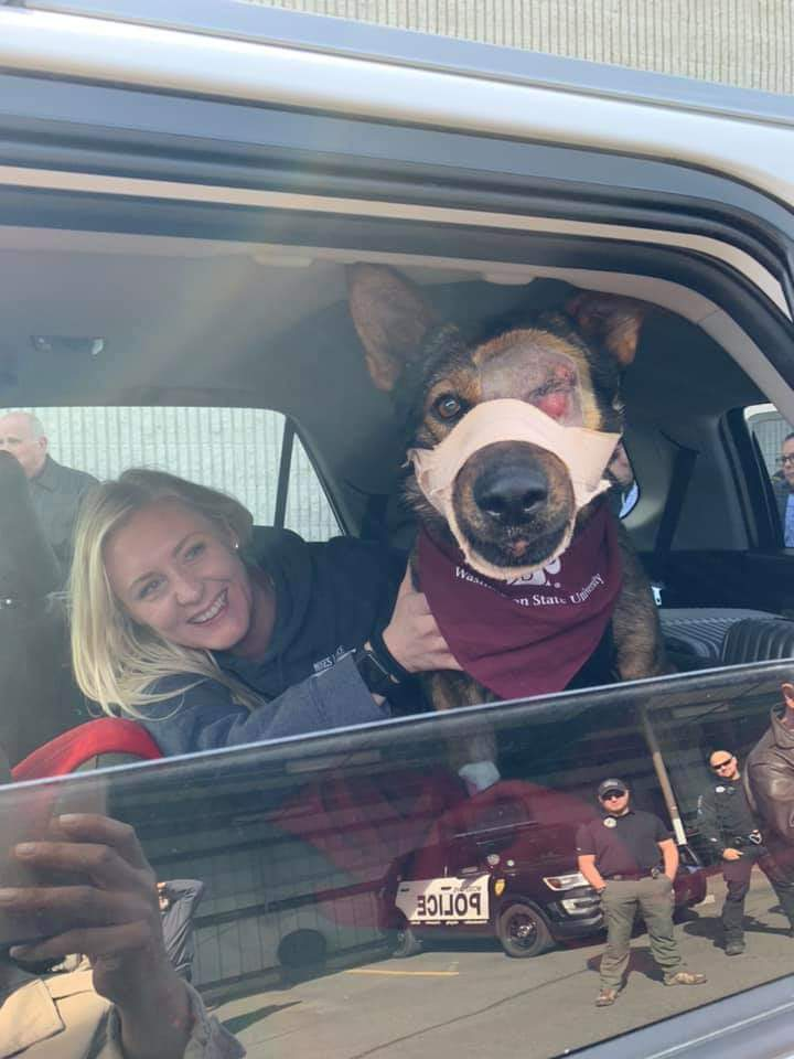 Washington police K9 “Chief” is identified as dog shot in the head by ...