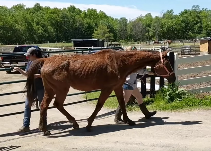 Neglected Horses Get To Run Free In Field For The First Time
