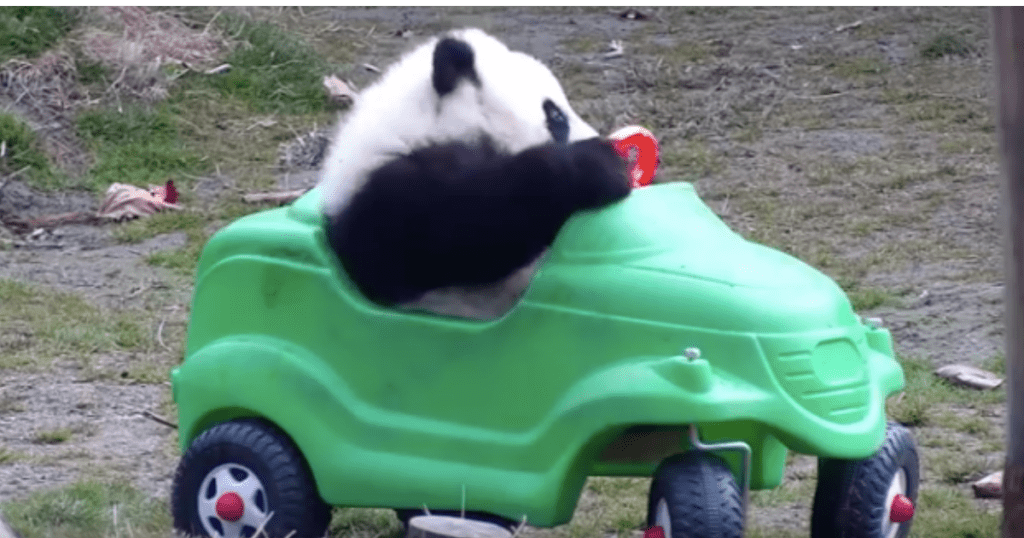 ‘Fast and furious’ baby pandas battle it out over toy car