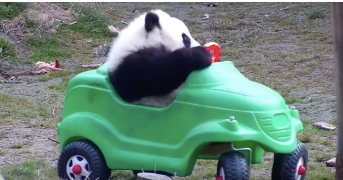 ‘Fast and furious’ baby pandas battle it out over toy car