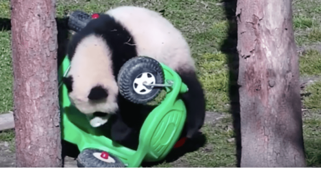 ‘Fast and furious’ baby pandas battle it out over toy car