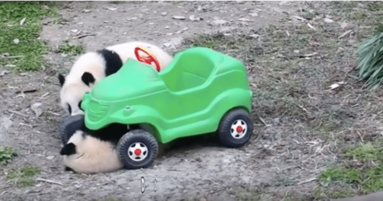 ‘Fast and furious’ baby pandas battle it out over toy car