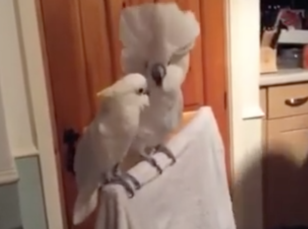 Cockatoo Refuses To Dance With Friend
