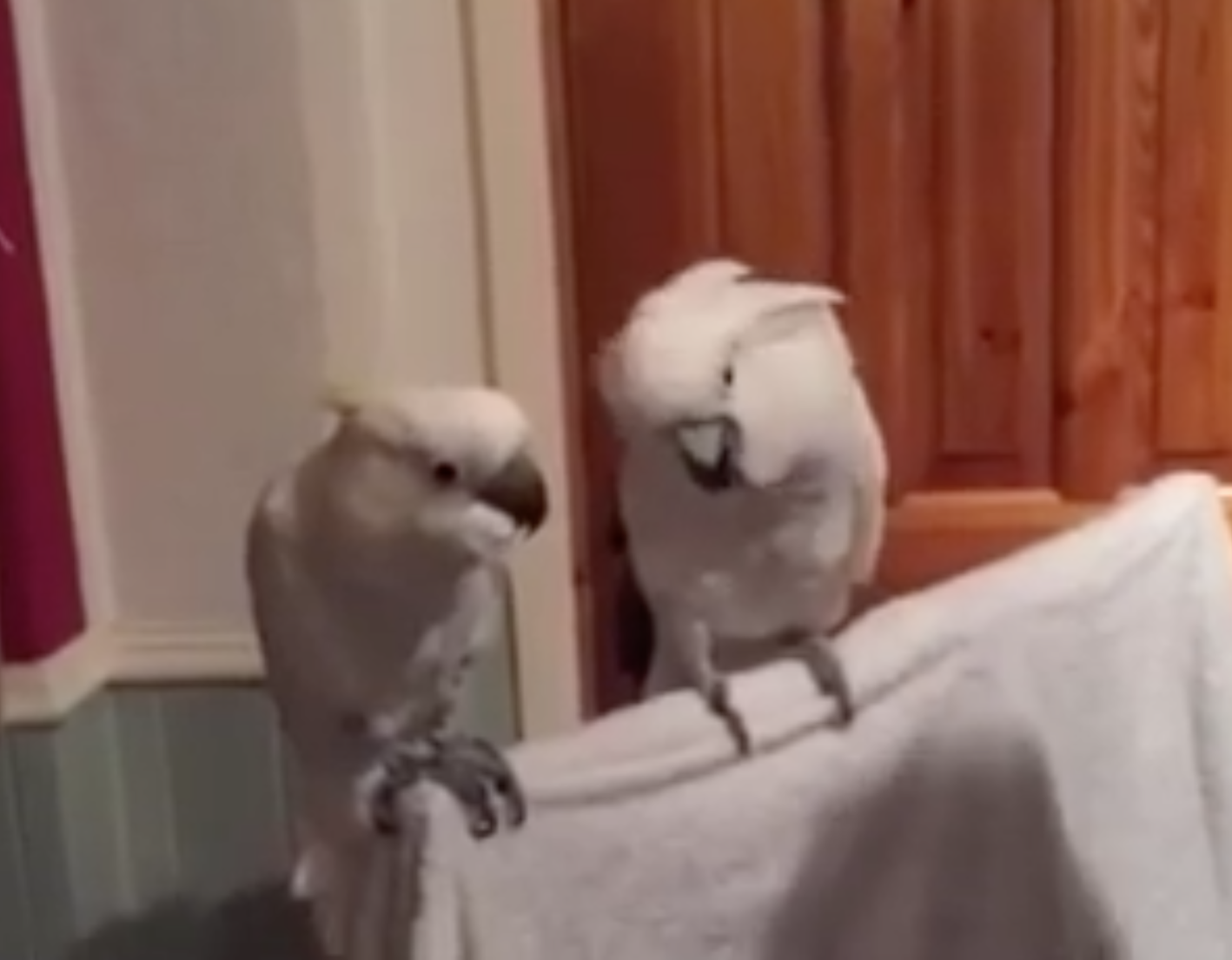 Cockatoo Refuses To Dance With Friend