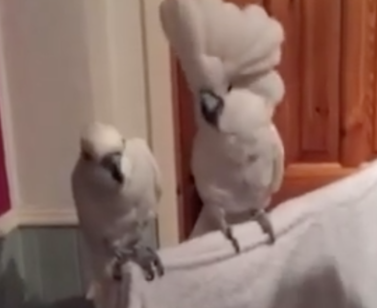 Cockatoo Refuses To Dance With Friend