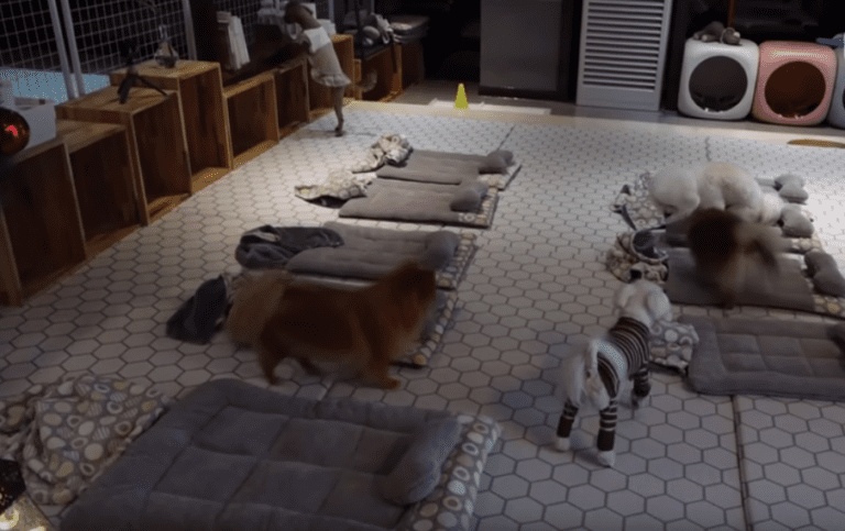 Puppies Attend School In Adorable “Kindergarten”