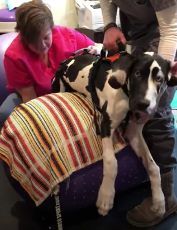 Dog suddenly paralyzed from the neck down makes miraculous recovery