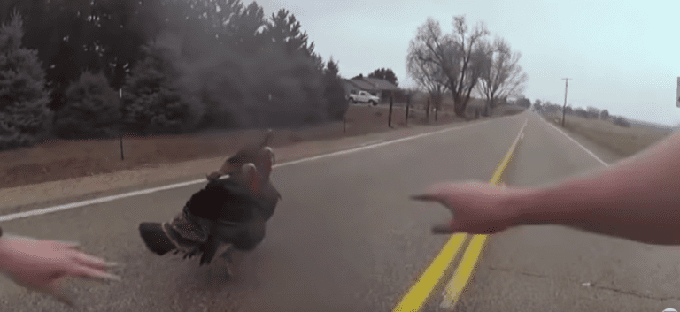 Bodycam captures Idaho sheriff’s hilarious run-in with angry turkeys