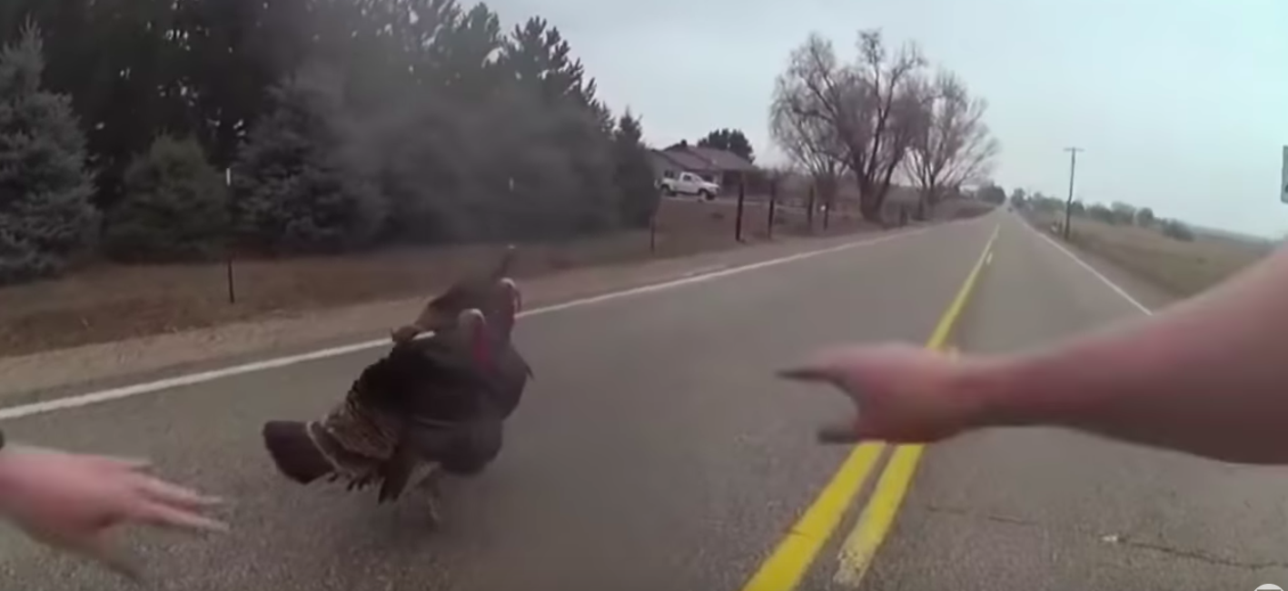 Bodycam captures Idaho sheriff’s hilarious run-in with angry turkeys