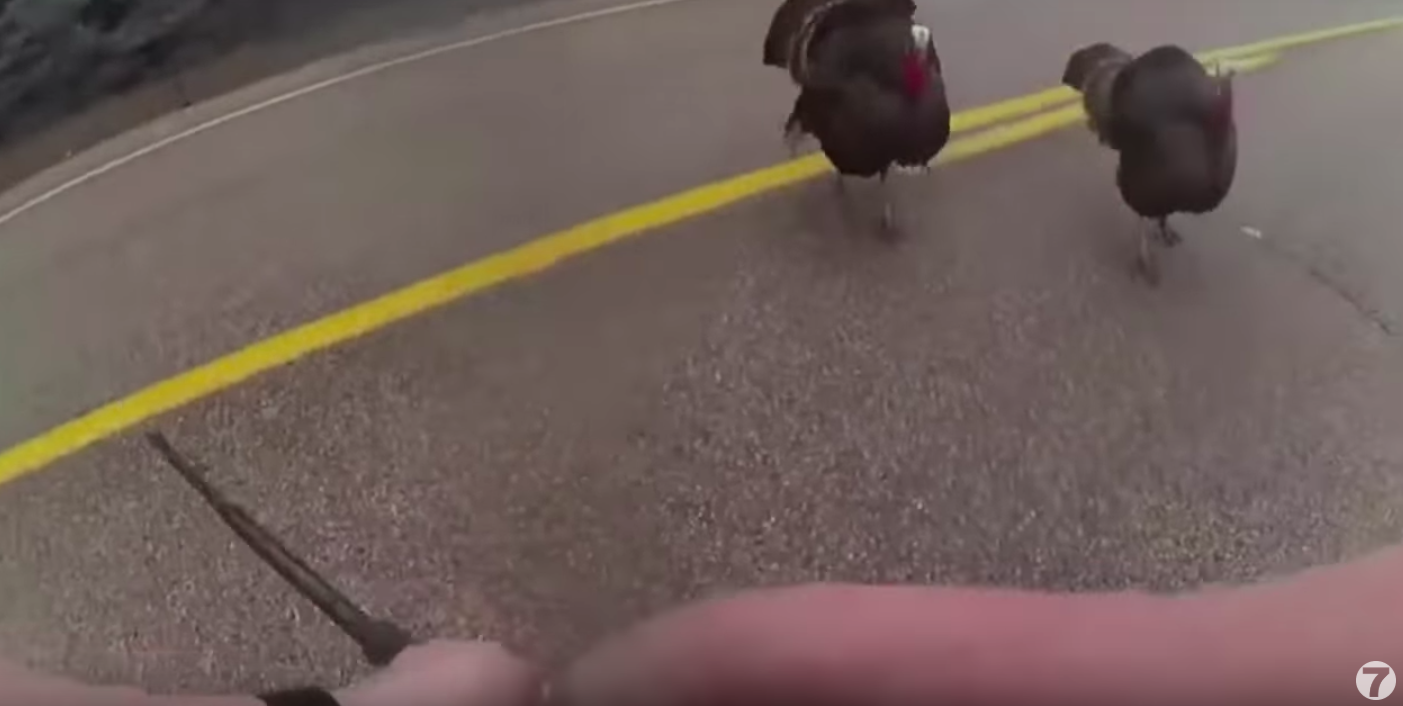 Bodycam captures Idaho sheriff’s hilarious run-in with angry turkeys